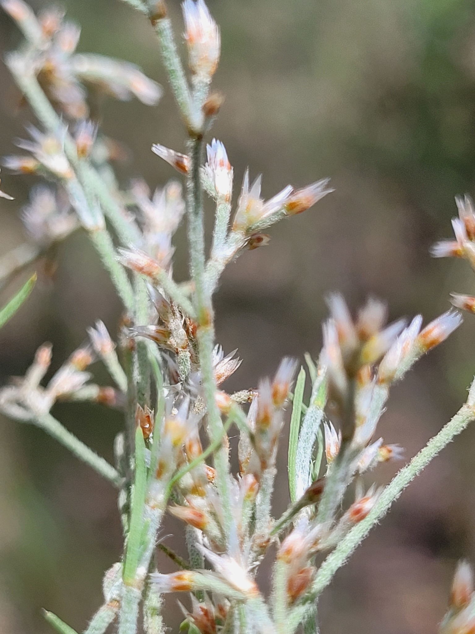Polycarpaea corymbosa (L.) Lam.
