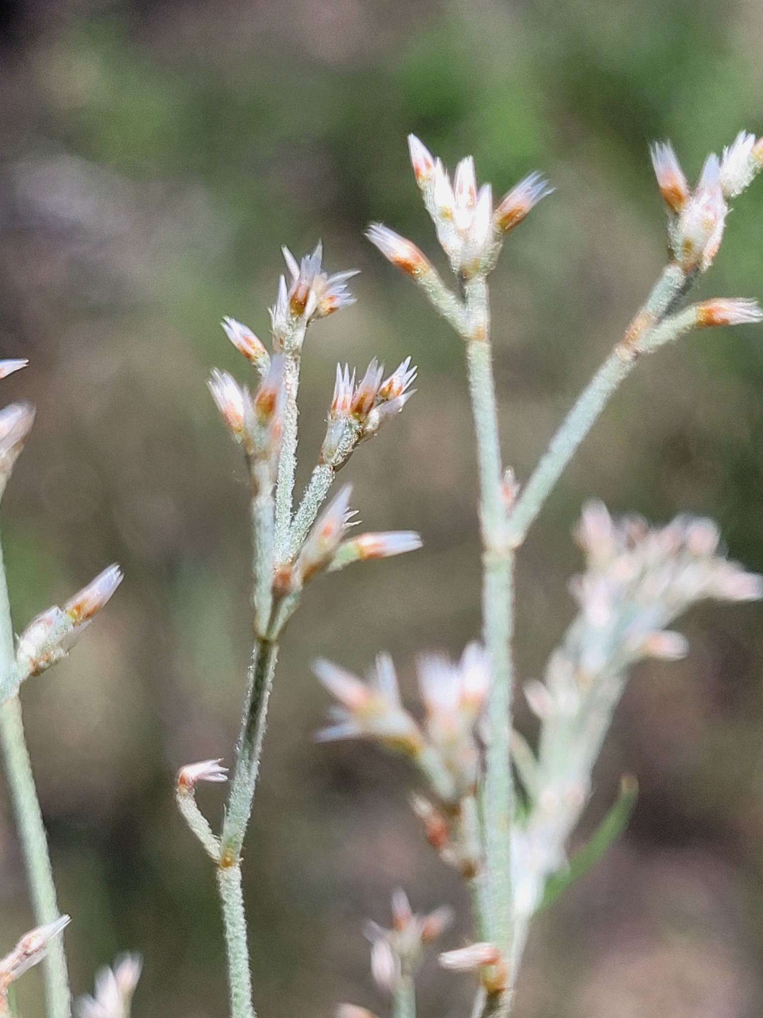 Polycarpaea corymbosa (L.) Lam.
