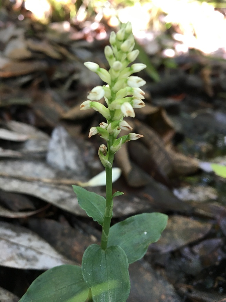 Jug Orchid from Lutz, FL, US on June 8, 2020 at 10:32 AM by sdickman ...