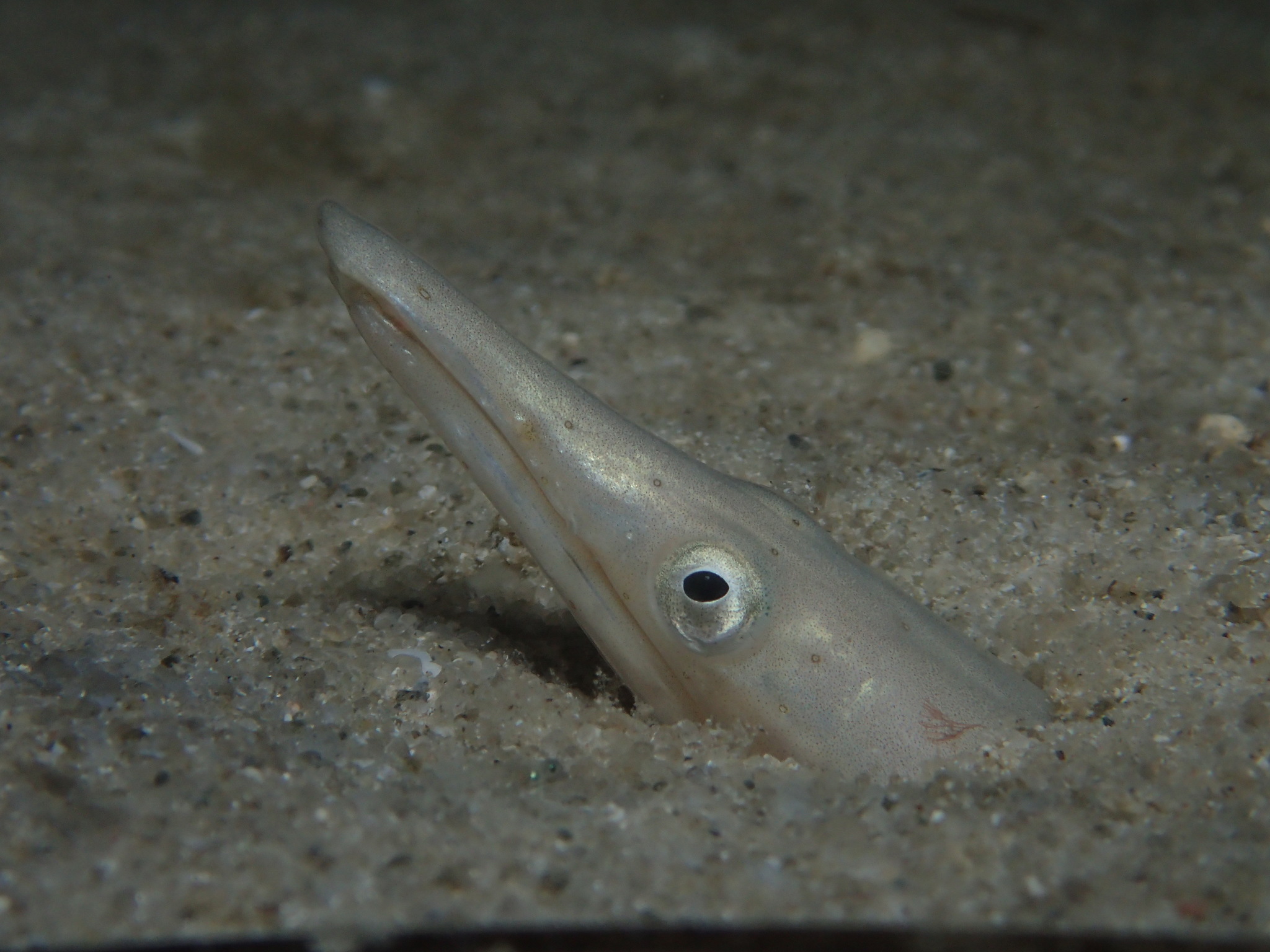 Ophisurus Lacepède, 1800