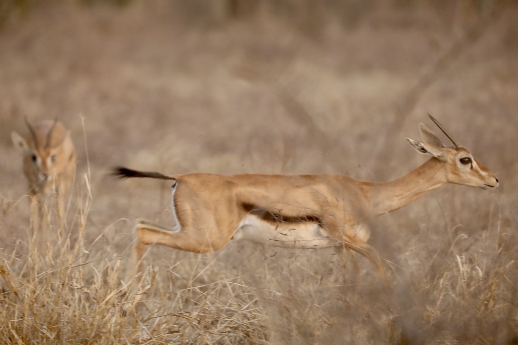Red-fronted Gazelle (Eudorcas rufifrons) - Know Your Mammals
