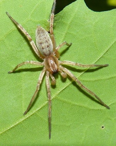 Garden Ghost Spider (Casa Tortuga) · iNaturalist