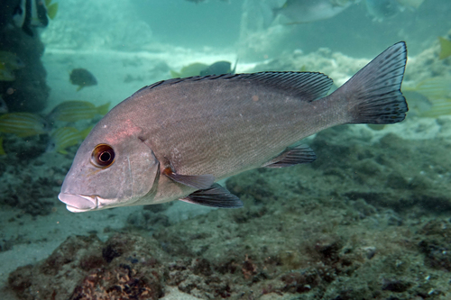 Observations by alex_h · iNaturalist