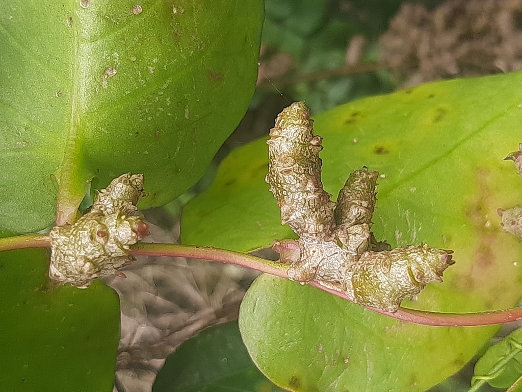 Basella Family (Basellaceae) - Botanical Realm