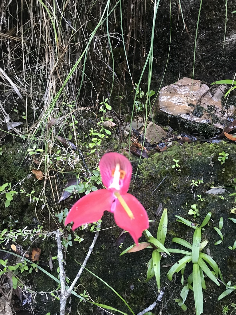 red disa from Philippi, Philippi, WC, ZA on February 04, 2022 at 06:11 ...