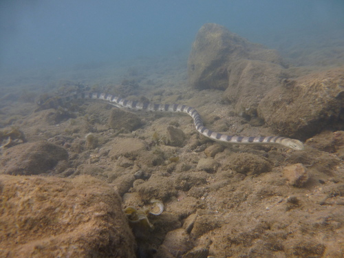 Olive-headed Sea Snake (Hydrophis major) - Snakes and Lizards