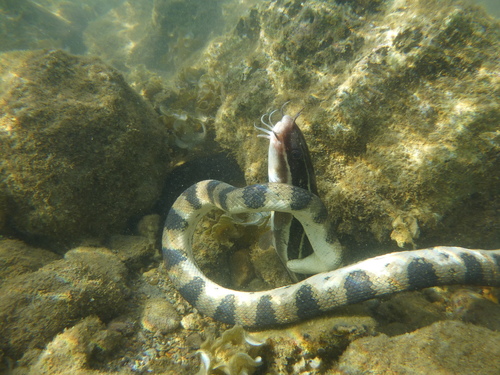 Olive-headed Sea Snake (Hydrophis major) - Snakes and Lizards
