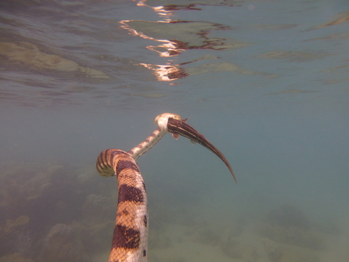 Olive-headed Sea Snake (Hydrophis major) - Snakes and Lizards
