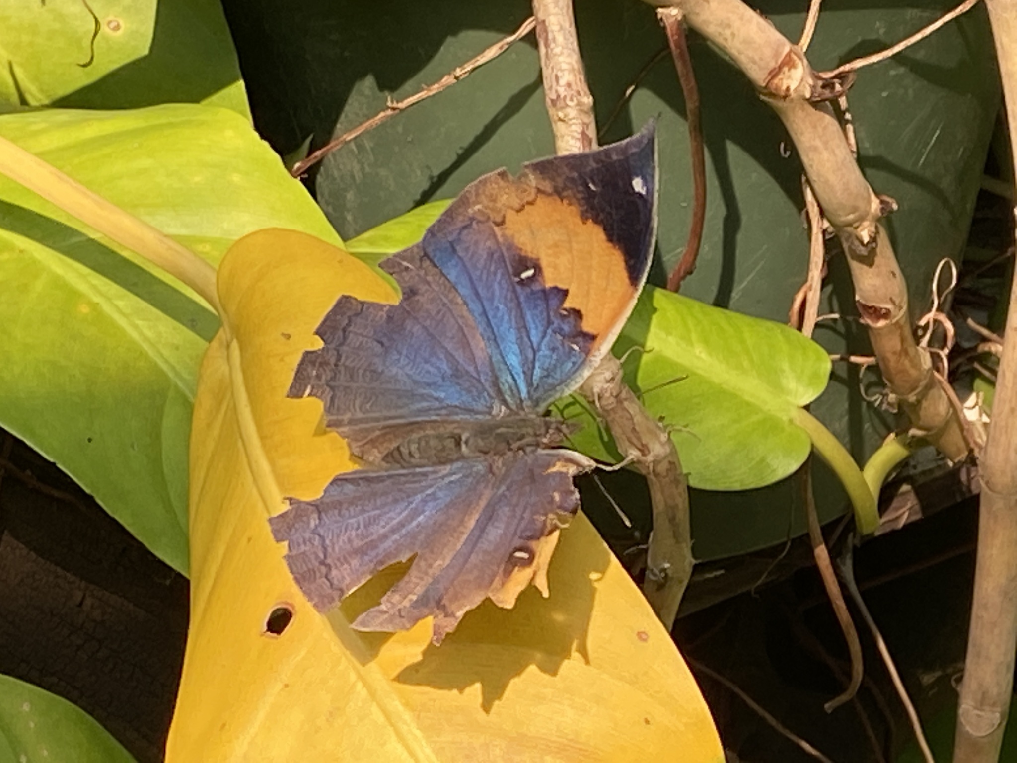 Kallima inachus Boisduval, 1836