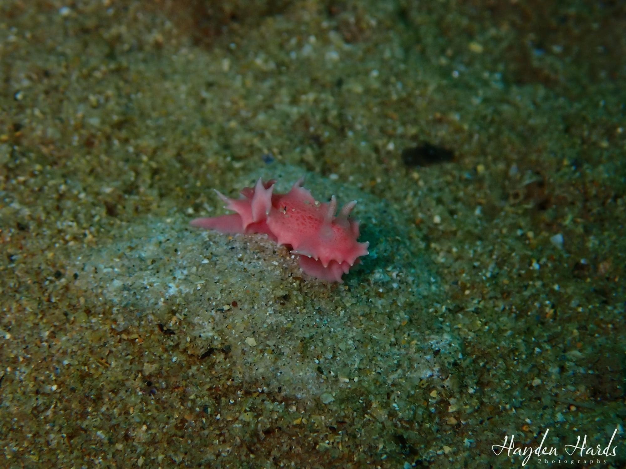 Verconia verconis (Basedow & Hedley, 1905)