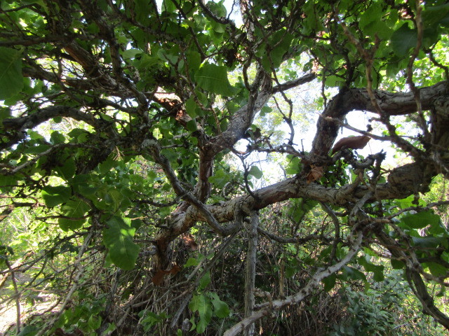 Curatella americana L.