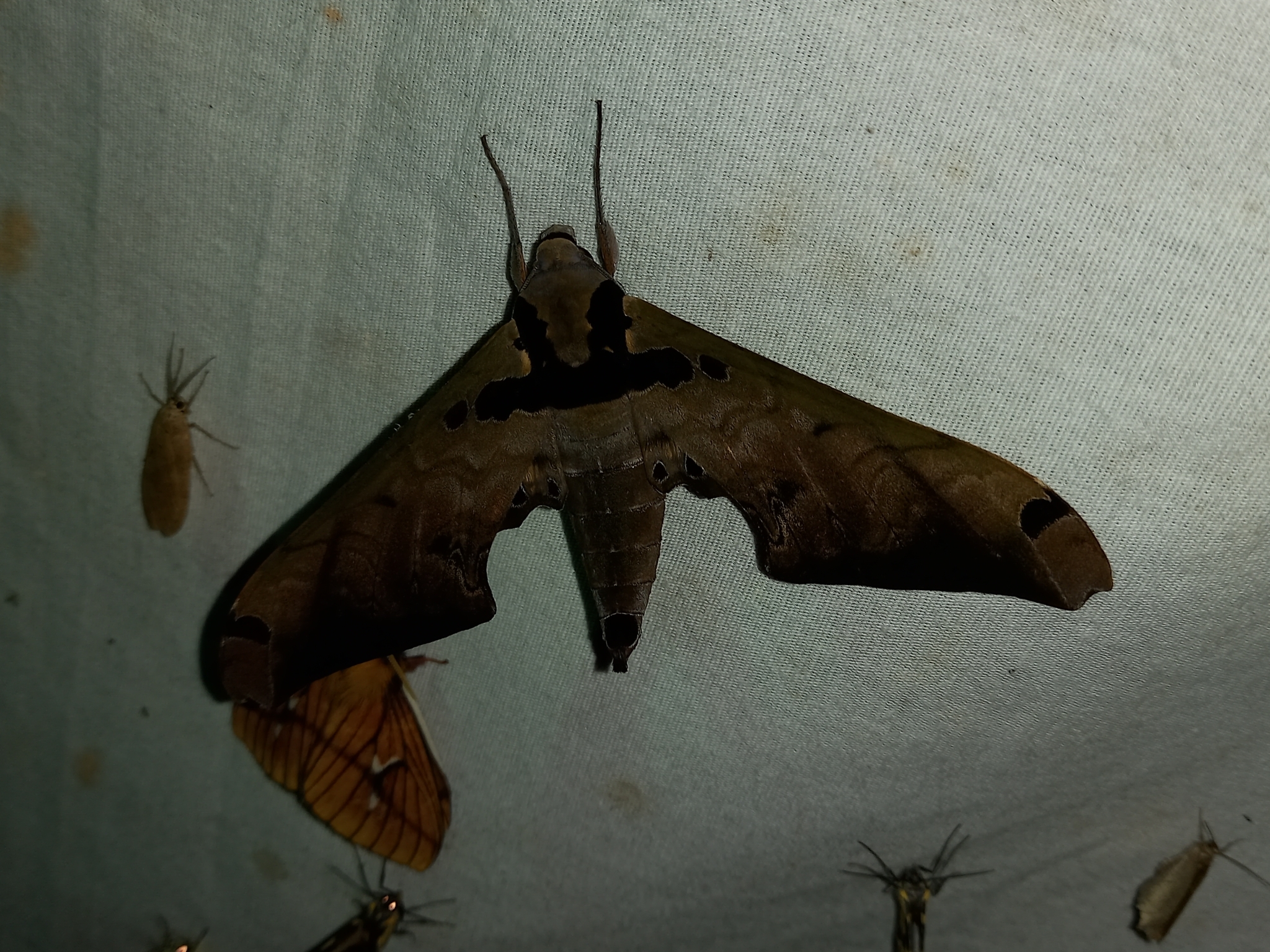 Adhemarius sexoculata Grote, 1865