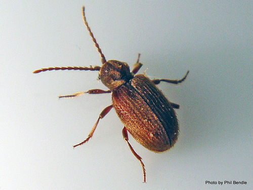 Australian Spider Beetle (Ptinus tectus) · iNaturalist United Kingdom