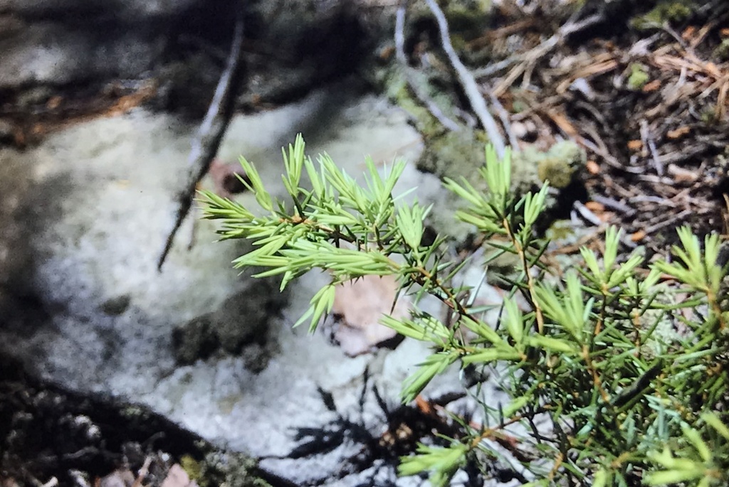 American common juniper in May 1995 by Eric Soehren. With David ...