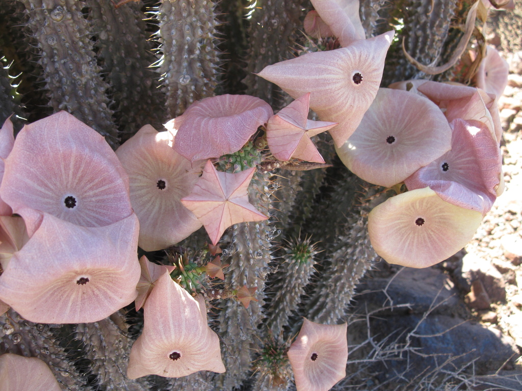 Wild Ghaap in April 2018 by Margaret Moore · iNaturalist