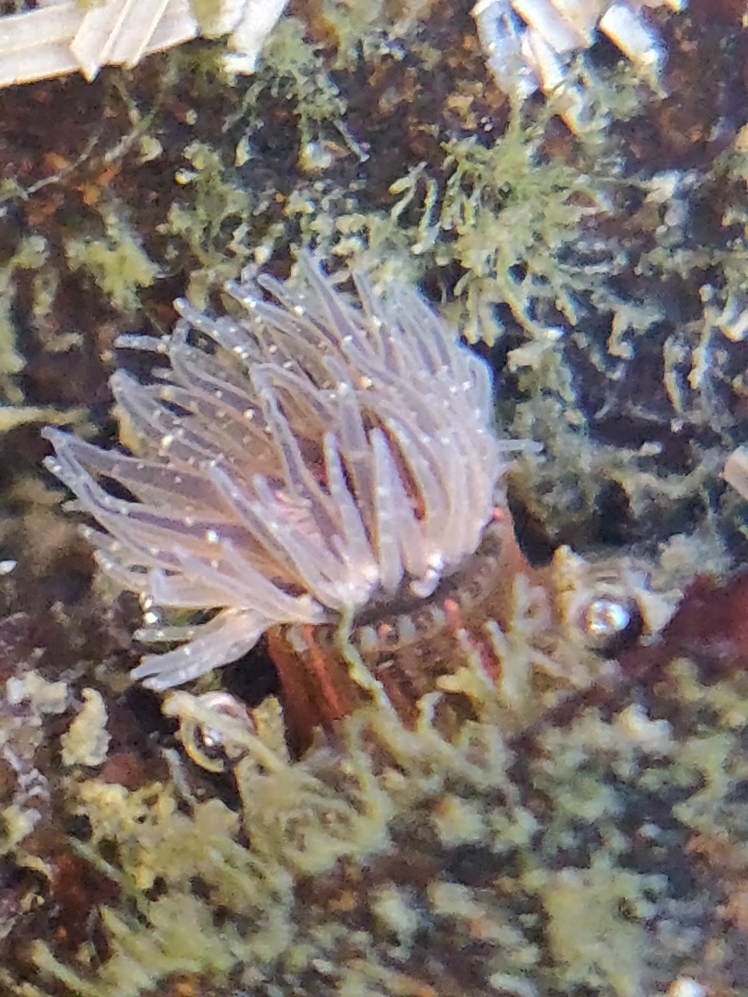 Diadumene lineata (Verrill, 1869)