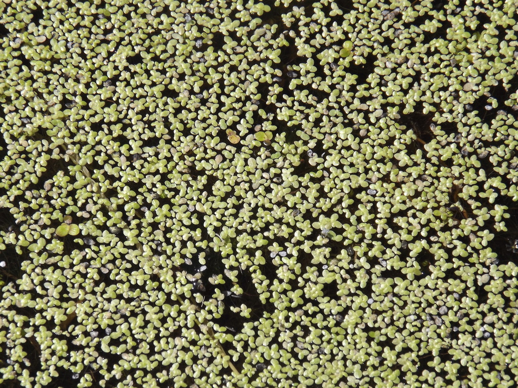 turion duckweed from Smidovichsky District, Jewish Autonomous Oblast ...