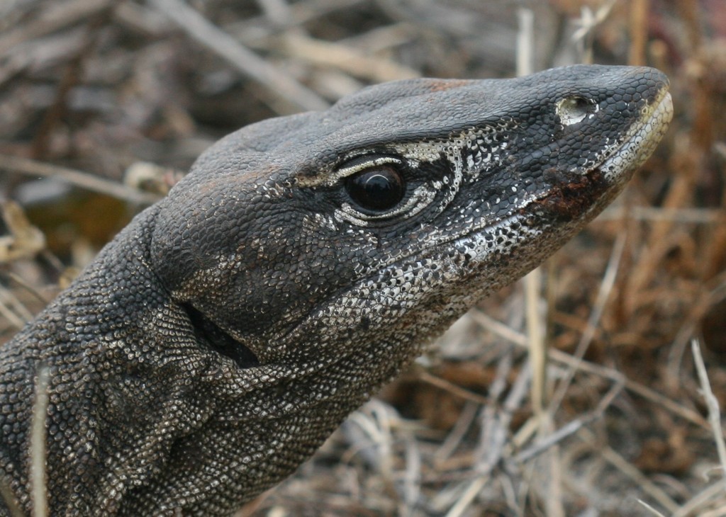 Southern Heath Monitor (Bollygum Dell Biodiversity) · iNaturalist