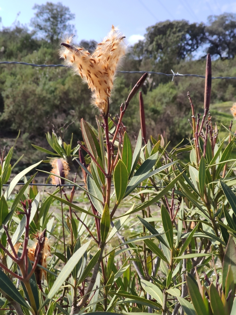 oleander from Sevilla, ES-AN, ES on February 5, 2022 at 01:20 PM by ...