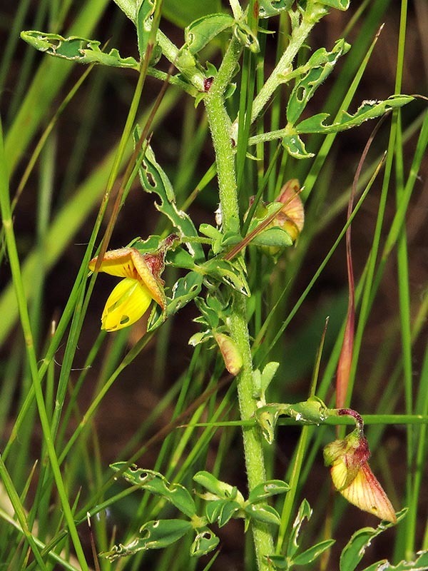 Round Pod Rattle Bush from Sibebe slopes on February 05, 2022 by Kate ...