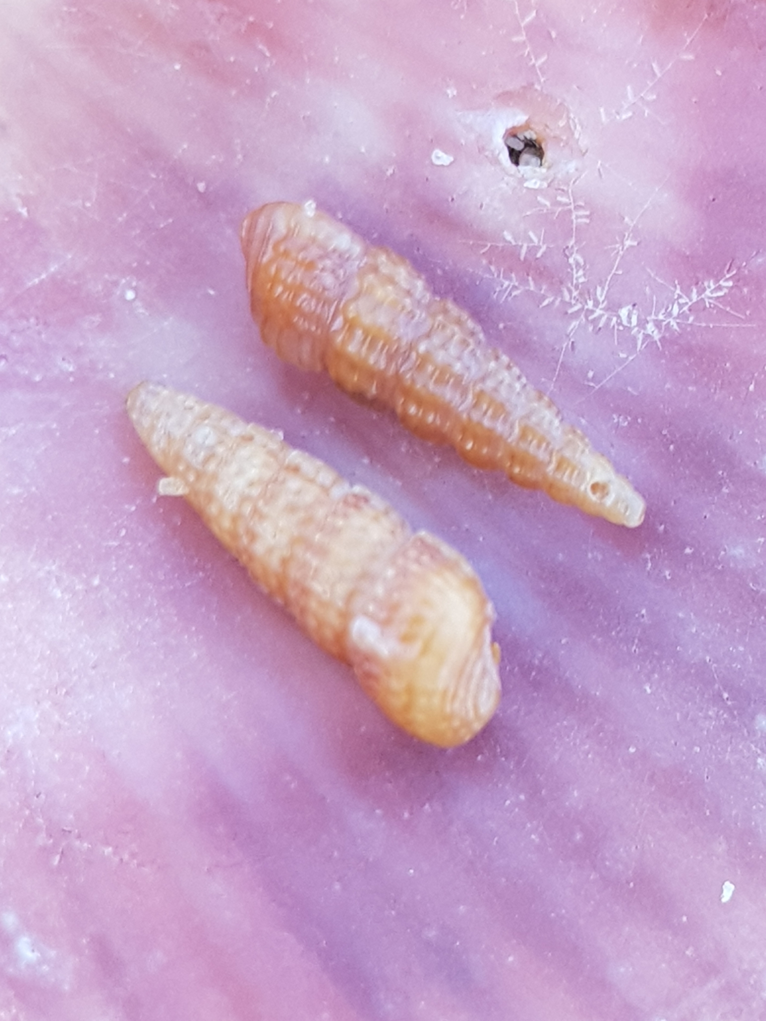 Bittium reticulatum (da Costa, 1778)