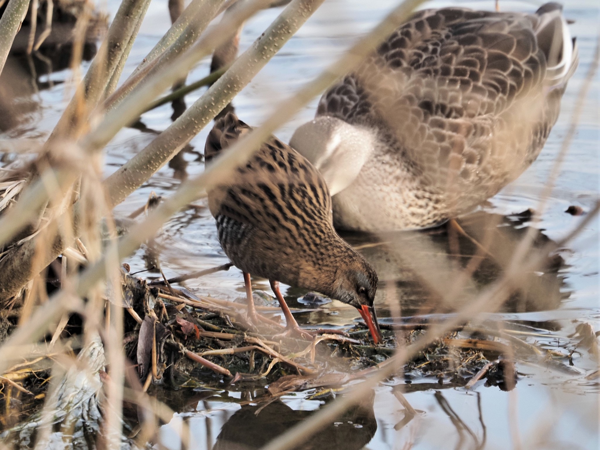 Rallus indicus Blyth, 1849