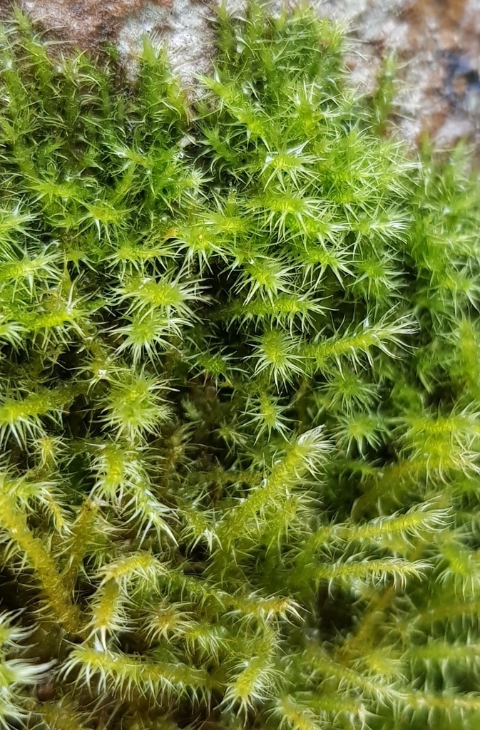Dull Starry Feather-moss (Campylium protensum) - Botanical Realm