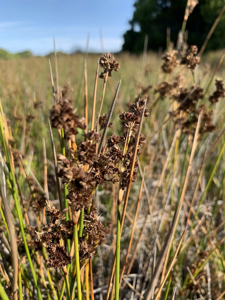Sea Rush from WC, ZA on February 05, 2022 at 05:25 PM by Dave ...