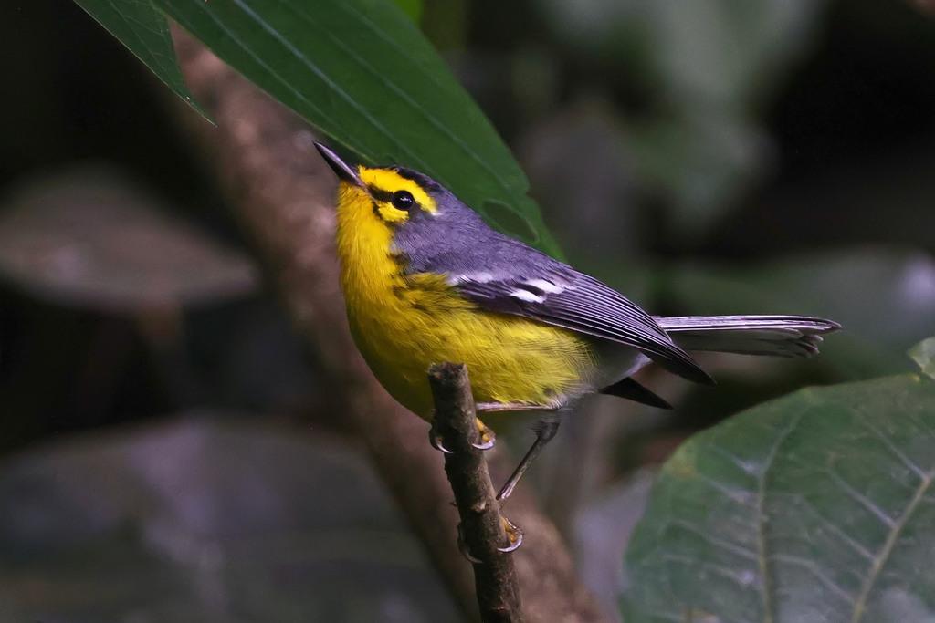Setophaga Warblers (Setophaga) - Avian Discovery
