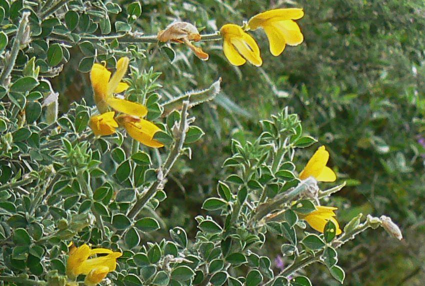 Genista canariensis (Tenerife Plants Fabales) · iNaturalist