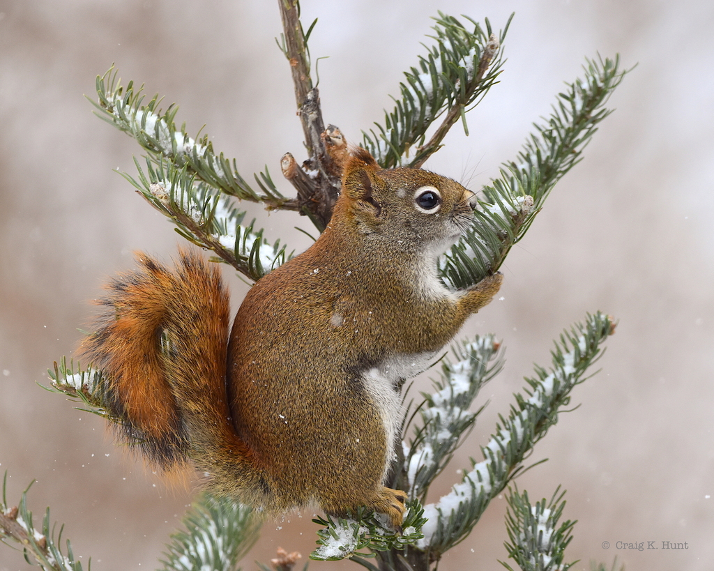 Pine Squirrels (Tamiasciurus) - Know Your Mammals