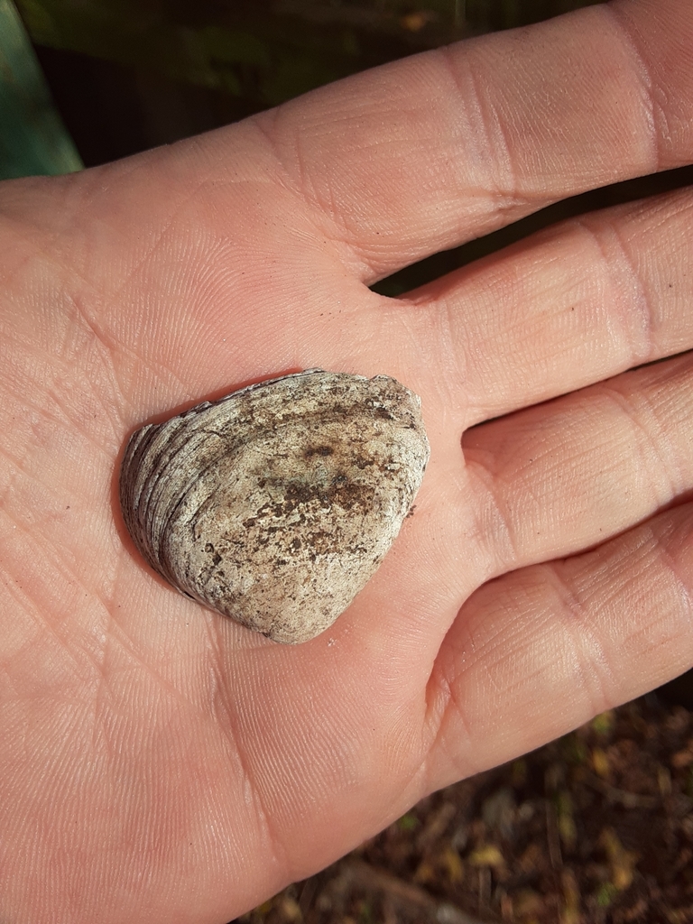 Atlantic Rangia from Seventh Ward, New Orleans, LA, USA on February 5 ...