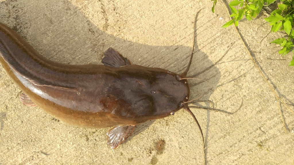 胡子鲇 Sharptooth Catfish (西双版纳的鱼) · iNaturalist