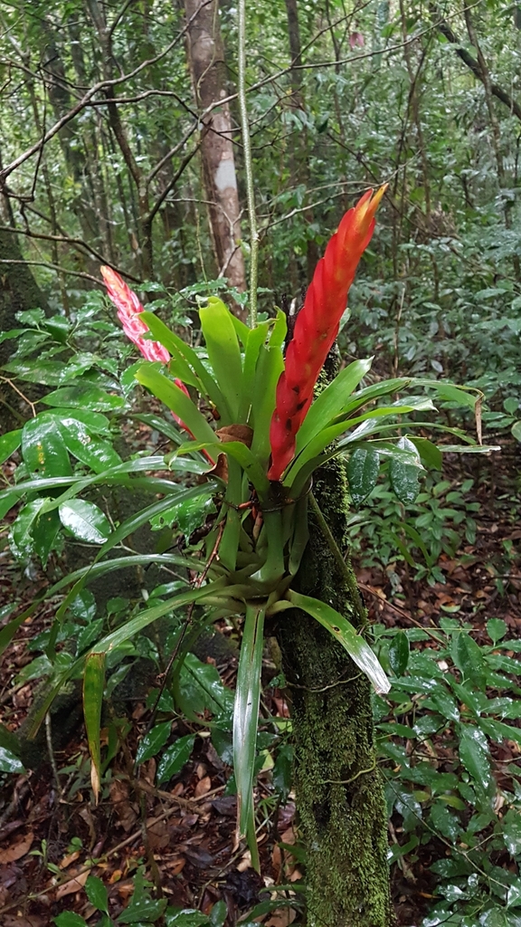 Vriesea incurvata from Santo Amaro da Imperatriz, BR-SC, BR on February ...
