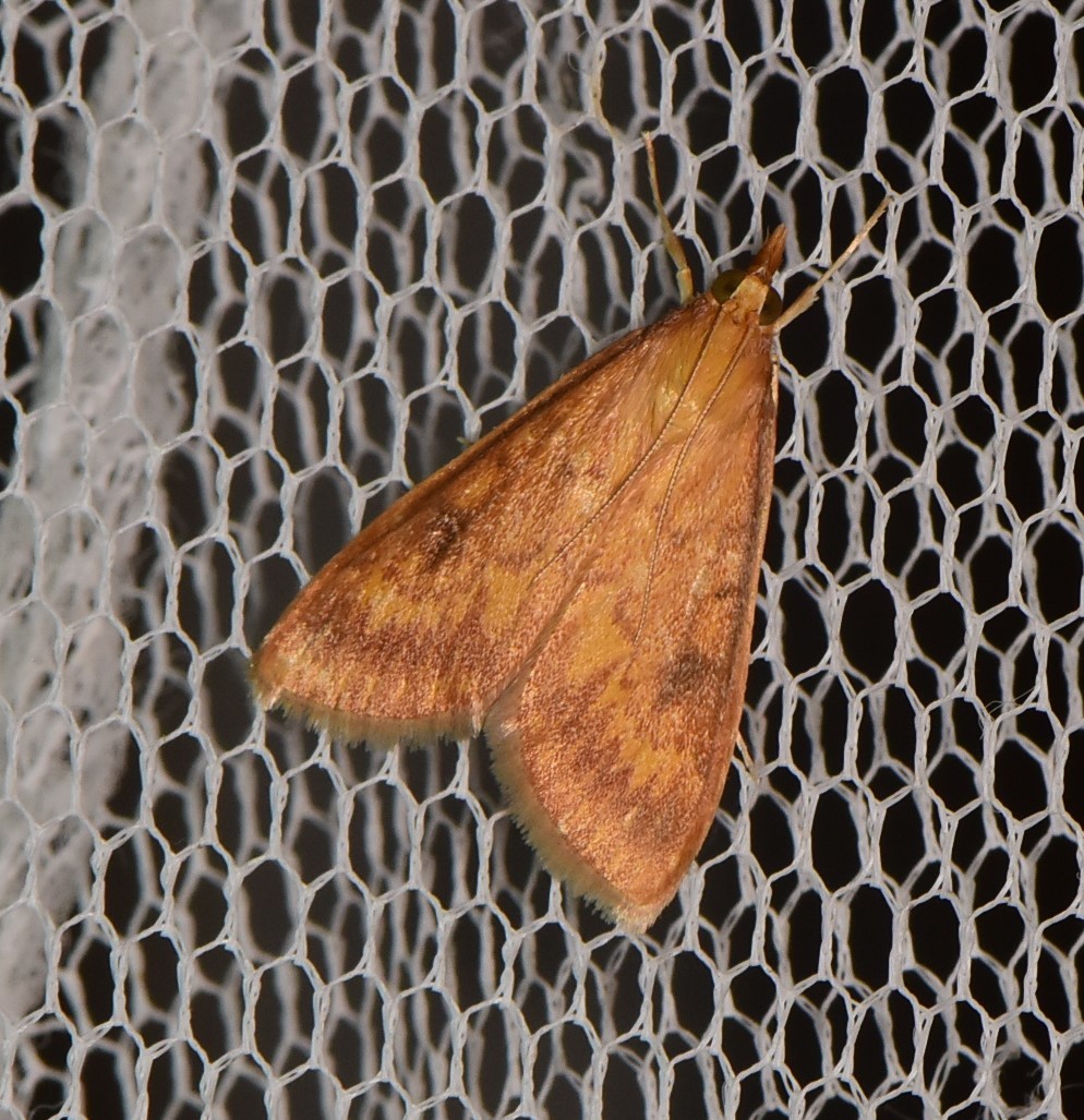 Ostrinia furnacalis (Guenée, 1854)
