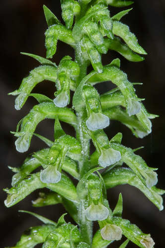 Cyclopogon miradorensis · iNaturalist