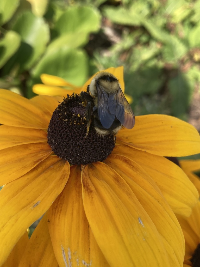 Red-belted Bumble Bee from Douglasdale, Calgary, AB T2Z, Canada on ...