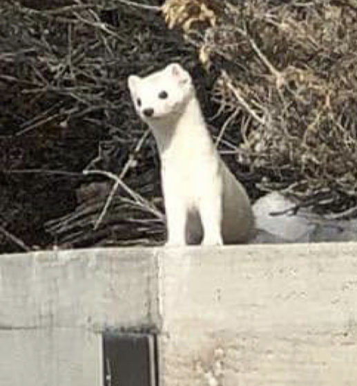 Long-tailed Weasel from The University of Utah, Salt Lake City, UT, US ...