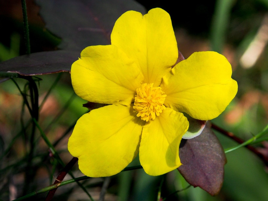 Toothed Guinea Flower from Royal National Park NSW 2233, Australia on ...