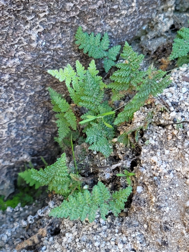lip ferns from Saddlebrooke, AZ 85739, USA on February 05, 2022 at 02: ...