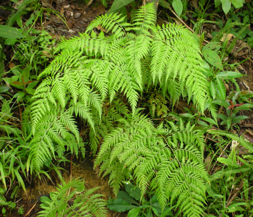 Calochlaena javanica · NaturaLista Colombia