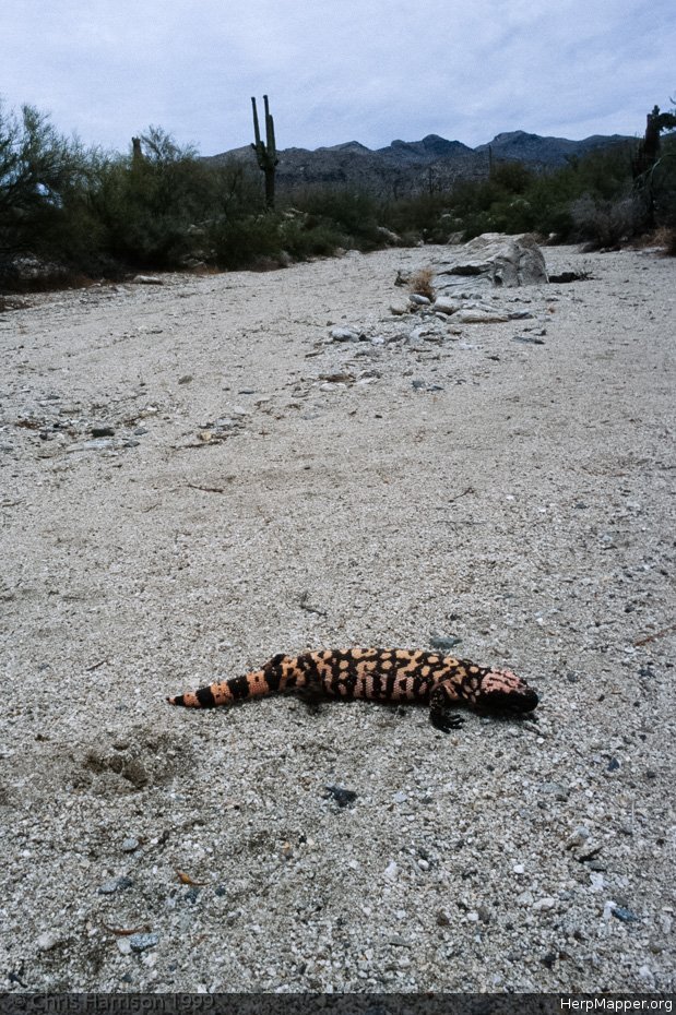 Heloderma suspectum cinctum Bogert & Martín Del Campo, 1956