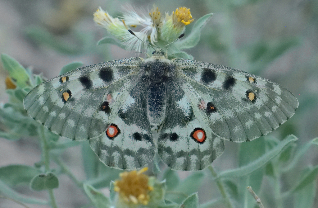 Rocky Mountain Parnassian in July 2021 by Jerome P. DiMarco (Jerry ...