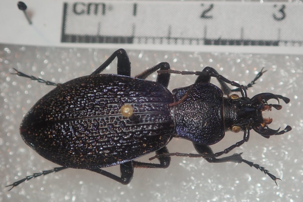 Carabus croaticus bosnicus in April 1981 by Dr. Guido Bohne. leg ...