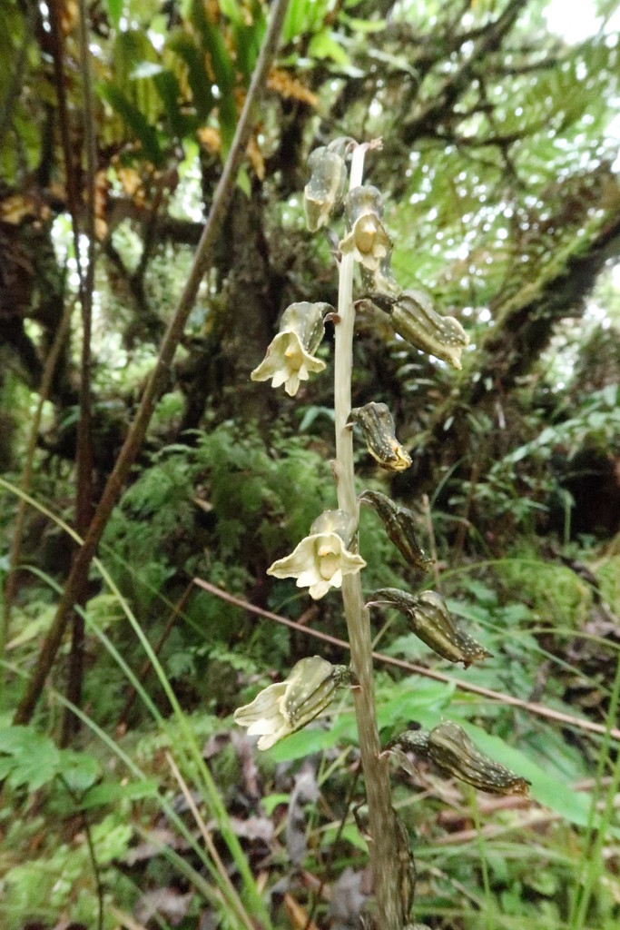 Gastrodia molloyi from Upper Tuku Valley, Chatham Islands Territory ...