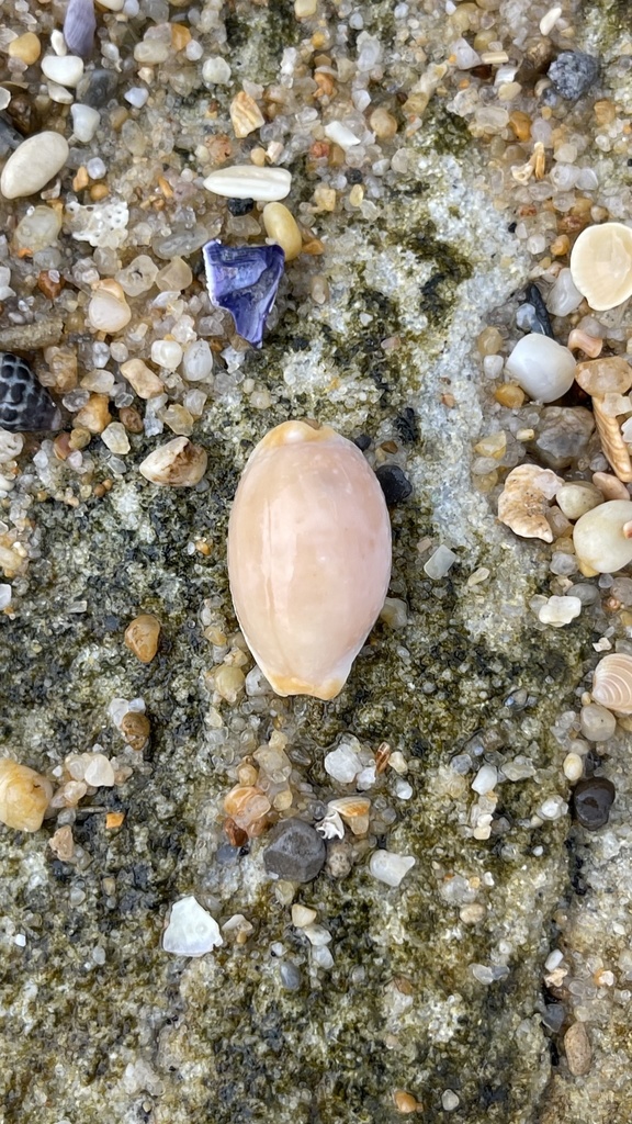 grape cowrie from Coral Sea, Point Arkwright, QLD, AU on February 02 ...