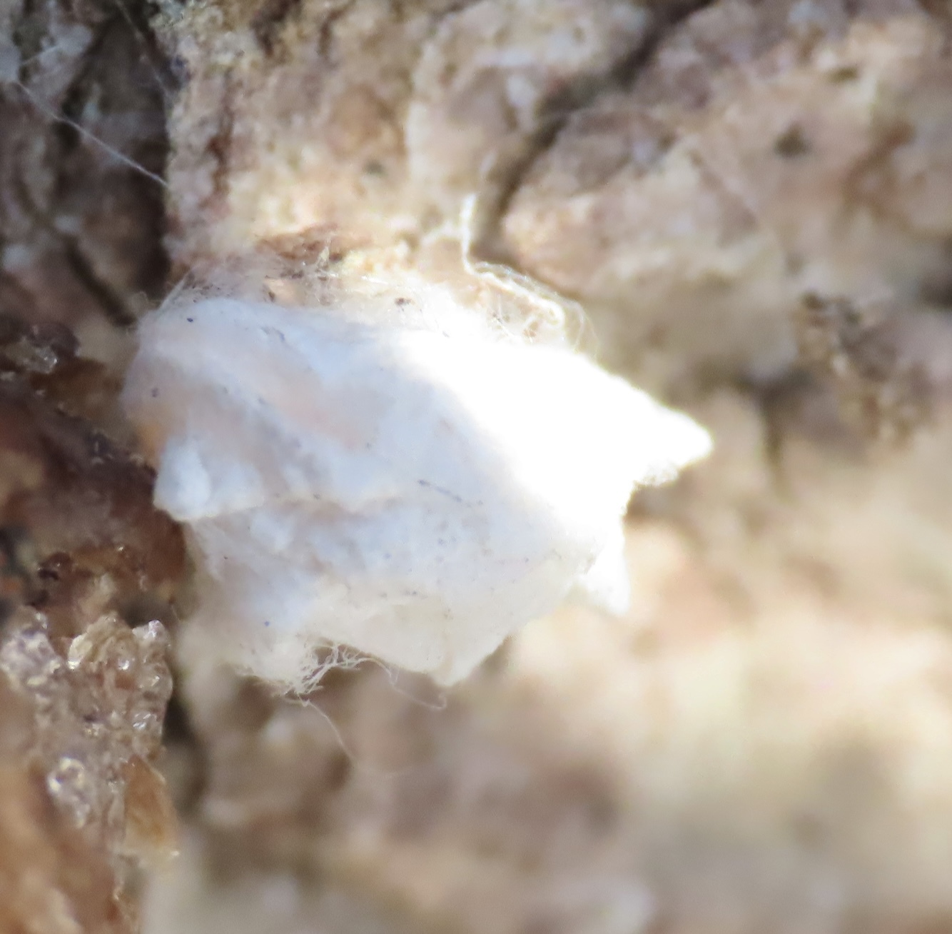 Epipyropidae