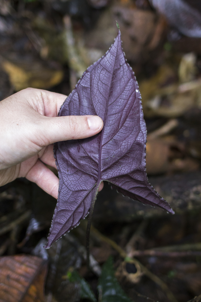 (Chlorospatha) - Botanical Realm