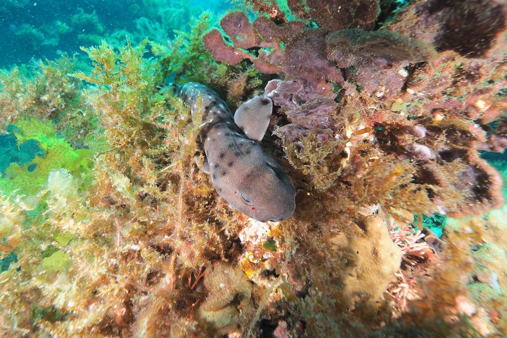 Black-spotted Catshark from Bunbury WA, Australia on February 4, 2022 ...