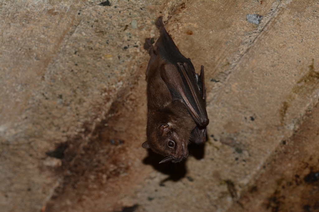 Chocó Broad-nosed Bat in January 2022 by Milan Pestalozzi · iNaturalist